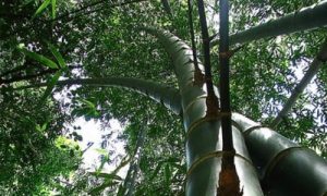 ¿Qué Diferencia hay entre el Bambú y la Guadua Angustifolia?